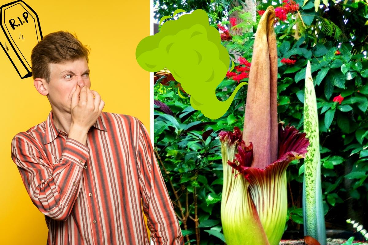 What Is a ‘Corpse Flower’ + Why Is It Going Viral Right Now? - S.L.A.T.E.