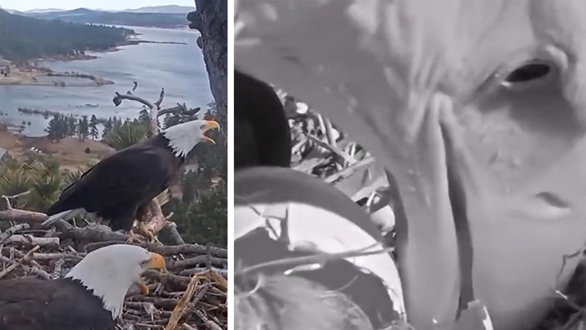 Bald Eagle Power Couple Hatches Eaglets After Years of Tragic Losses, on Video - S.L.A.T.E.